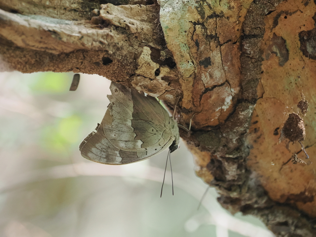Two-spotted Prepona from Ciénaga de Zapata, Cuba on March 27, 2024 at ...