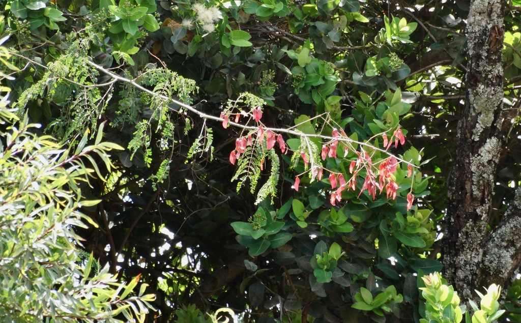 Red-Wing from Central, Kenya on November 24, 2016 at 12:18 PM by chriko ...