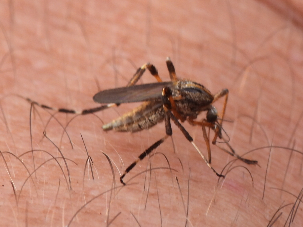 Gallinipper from Seagoville, TX 75159, USA on April 6, 2024 at 07:17 PM ...