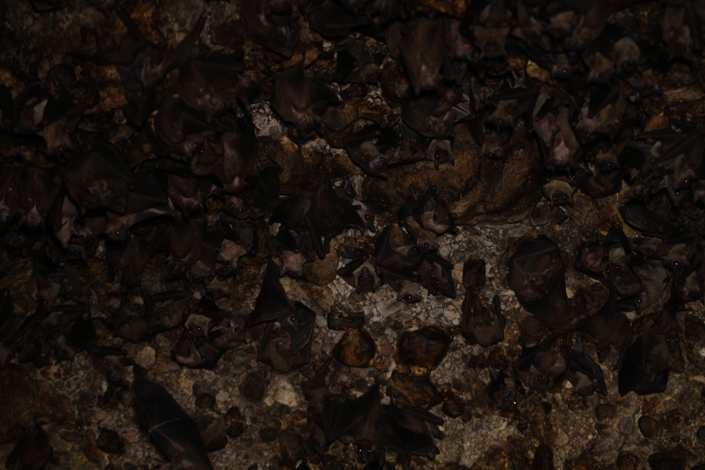 Lesser Dawn Bat in January 2024 by Samuel GUIRAUDOU · iNaturalist