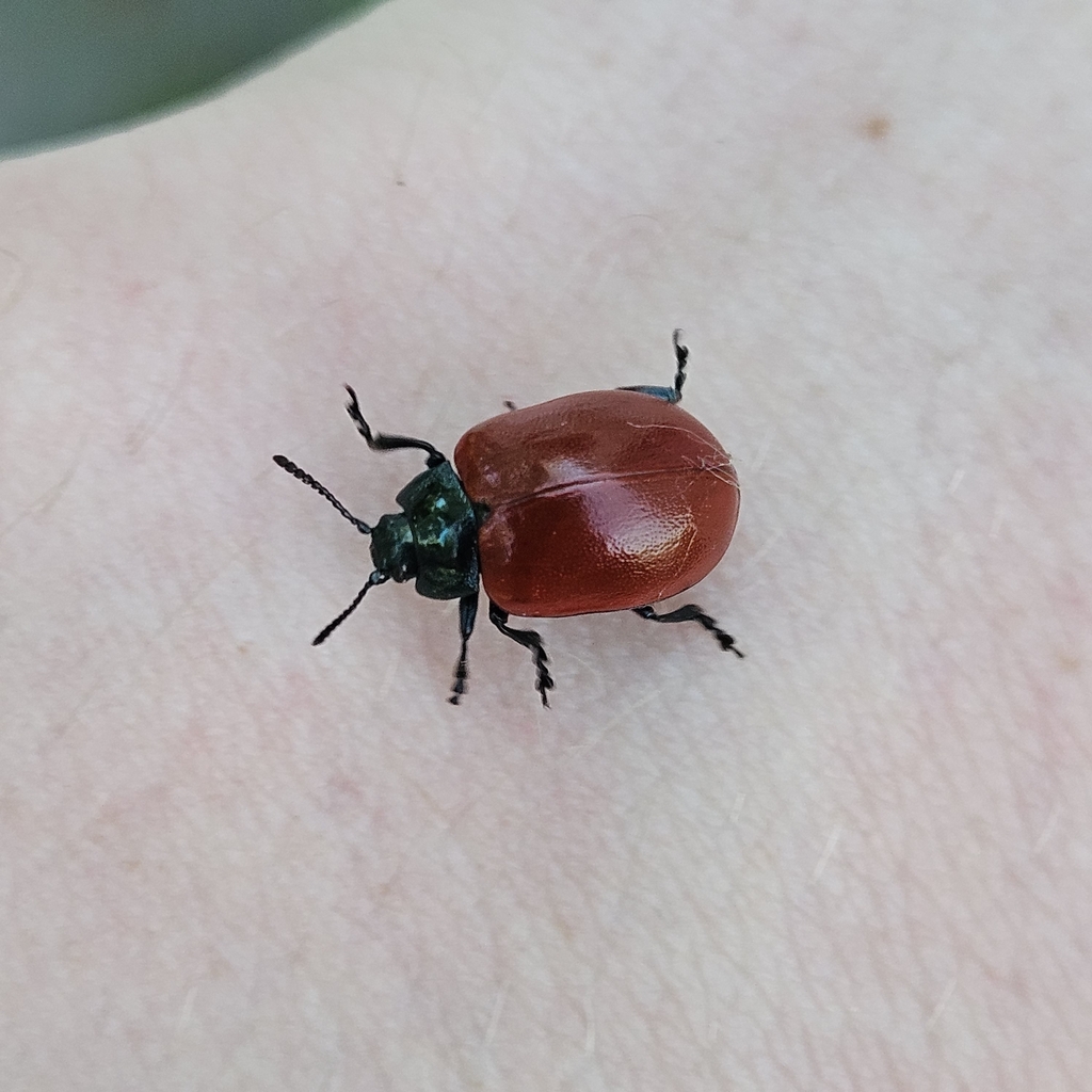 Chrysomela populi in April 2024 by Liam Mulder · iNaturalist