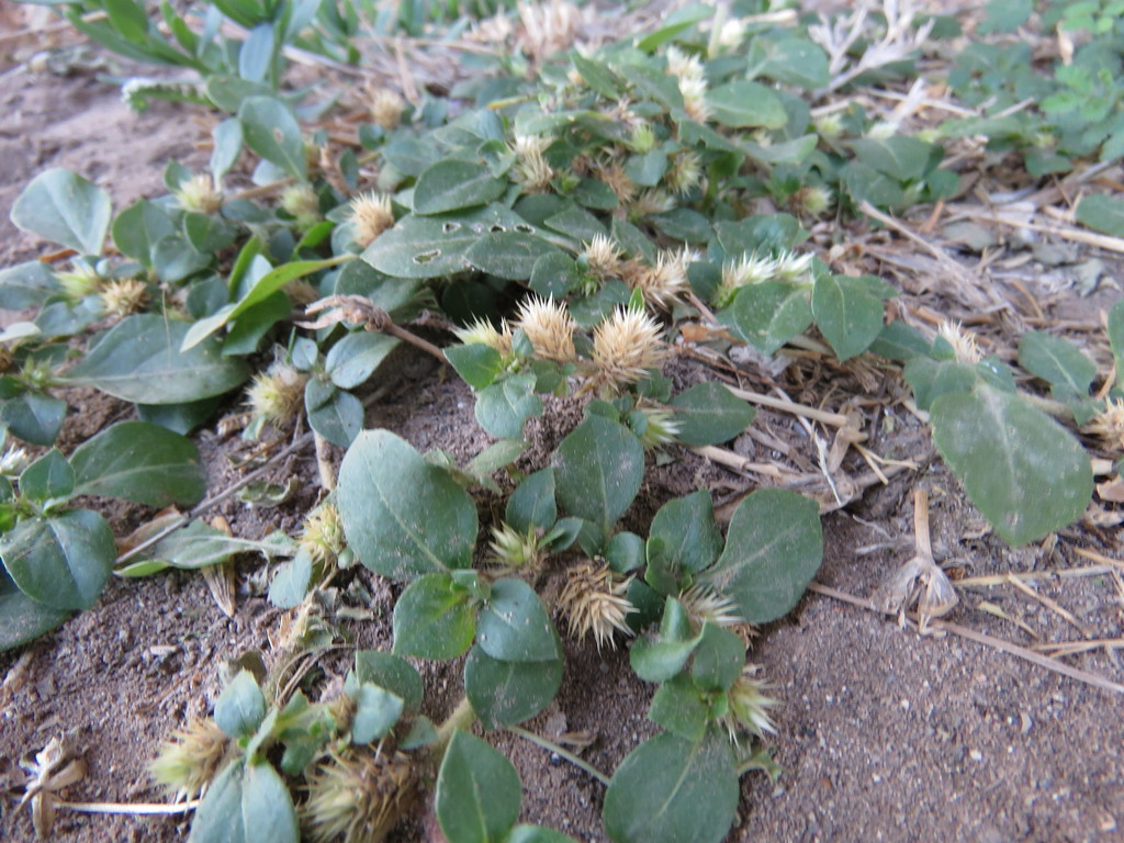 creeping chaffweed from 515 South Sugar Road, Edinburg, TX 78539, USA ...