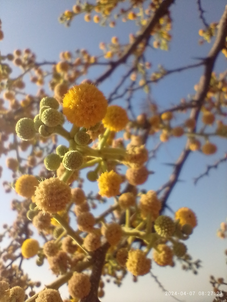 fern-leaf acacia from 62547 Mor., México on April 7, 2024 at 08:27 AM ...