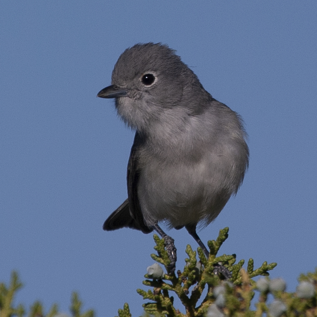 Gray Vireo from Rio Blanco County, CO, USA on May 28, 2005 at 08:41 AM ...