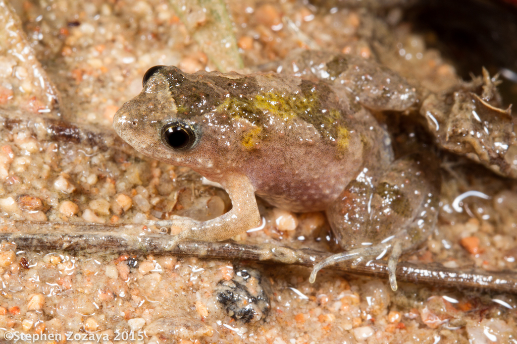 Desert Froglet (Amphibians of Yourka Reserve) · iNaturalist Australia