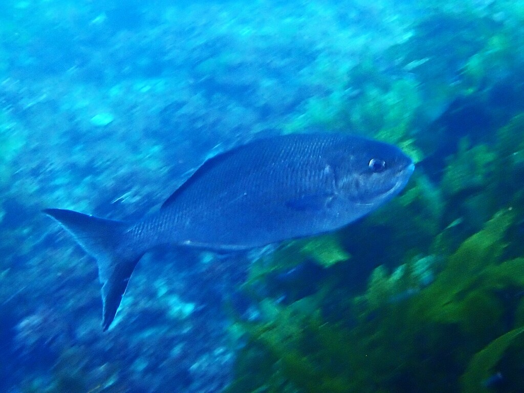 Western Buffalo Bream from Straggler Rocks, WA, Australia on April 4 ...
