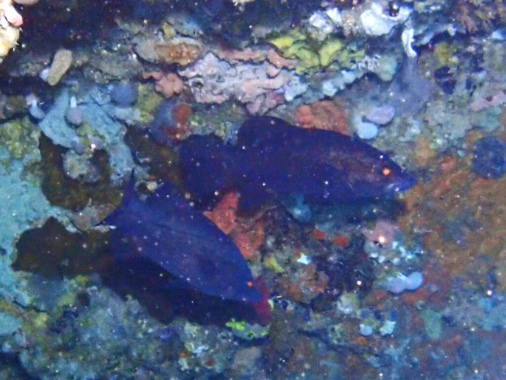 Black Sand Bass from Straggler Rocks, WA, Australia on April 4, 2024 at ...