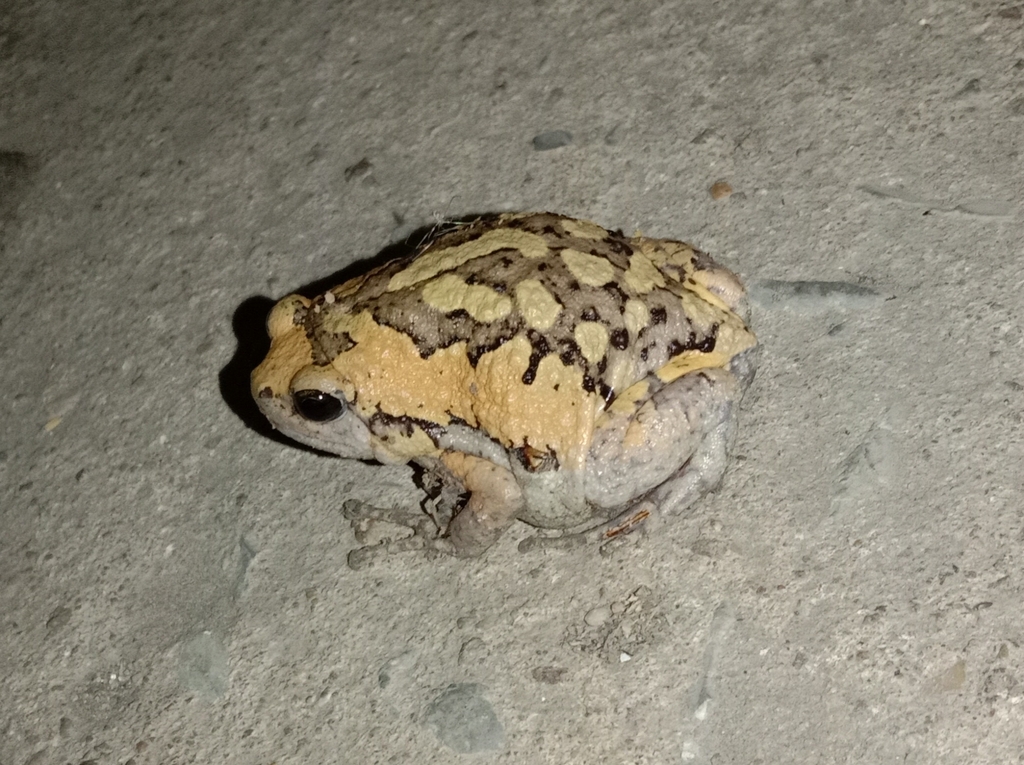 Asian Painted Frog from 151/45 หมู่ที่ 7, ถนนสิงห์บุรี-ลพบุรี, ตำบลบางม ...