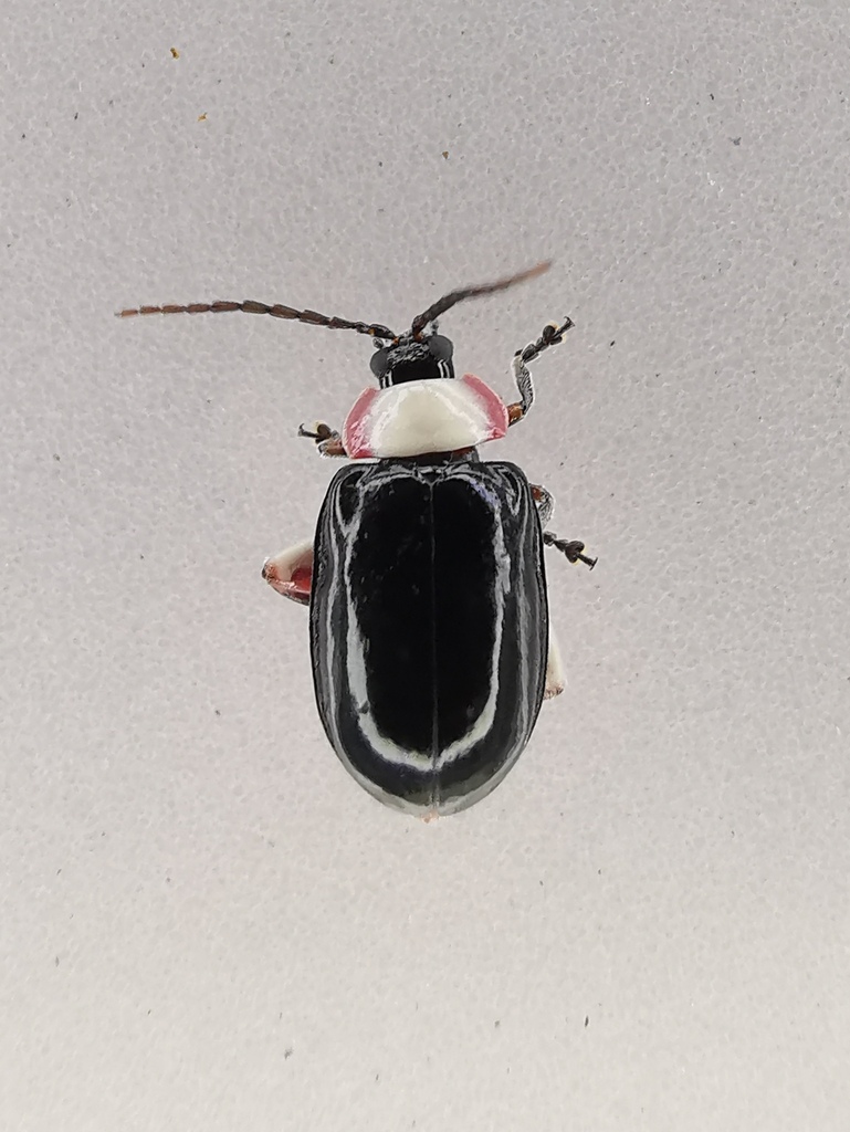 Asphaera chontalensis from Limón, Matina, Costa Rica on April 5, 2024 ...
