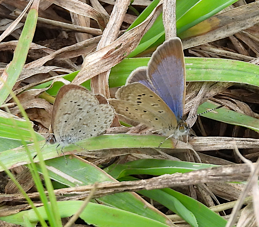 African Grass Blue from Hartspad Adventure Trails, Boskop ...