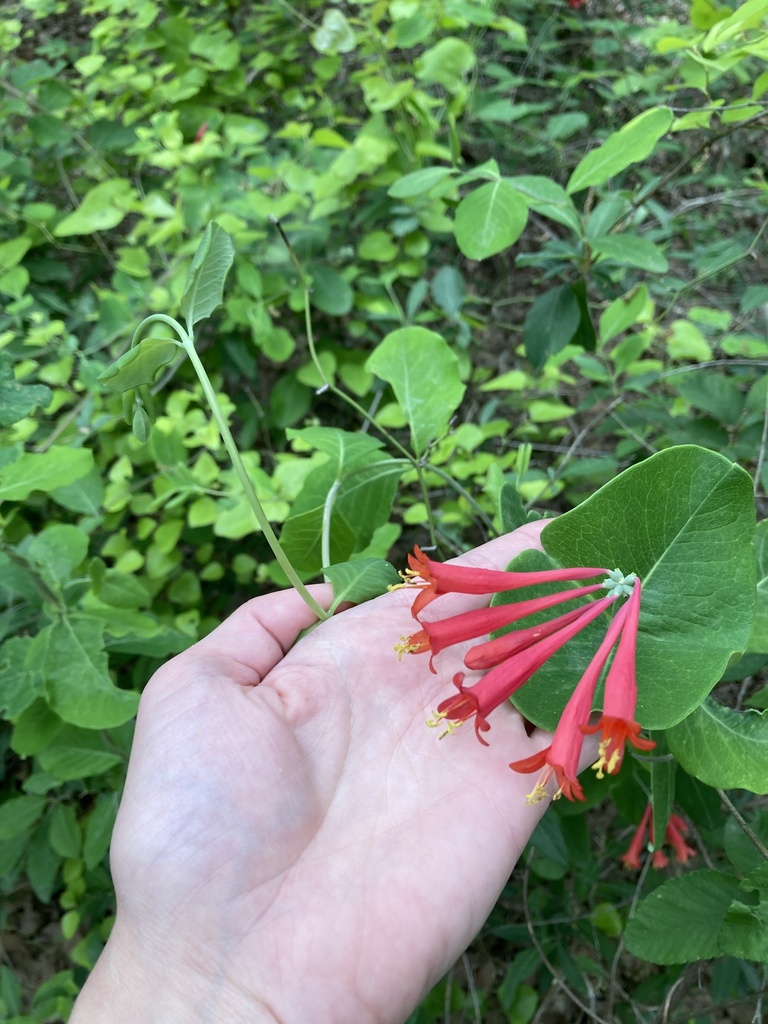 coral honeysuckle from Seagoville, TX, US on April 6, 2024 at 04:50 PM ...