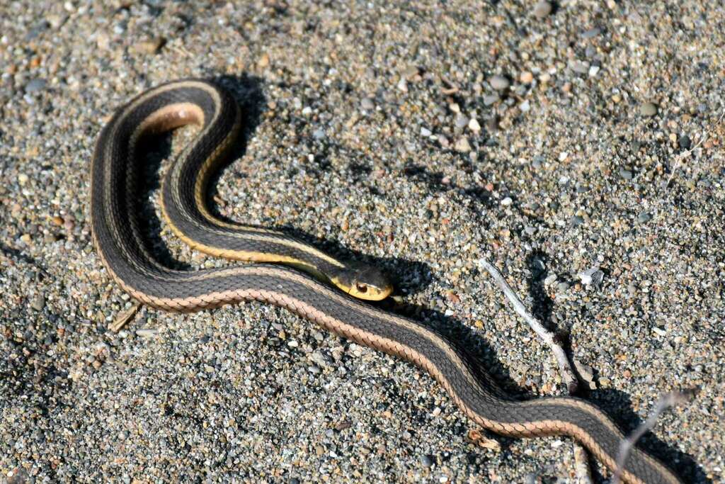 Common Garter Snake from Essex County, ON, Canada on February 27, 2024 ...