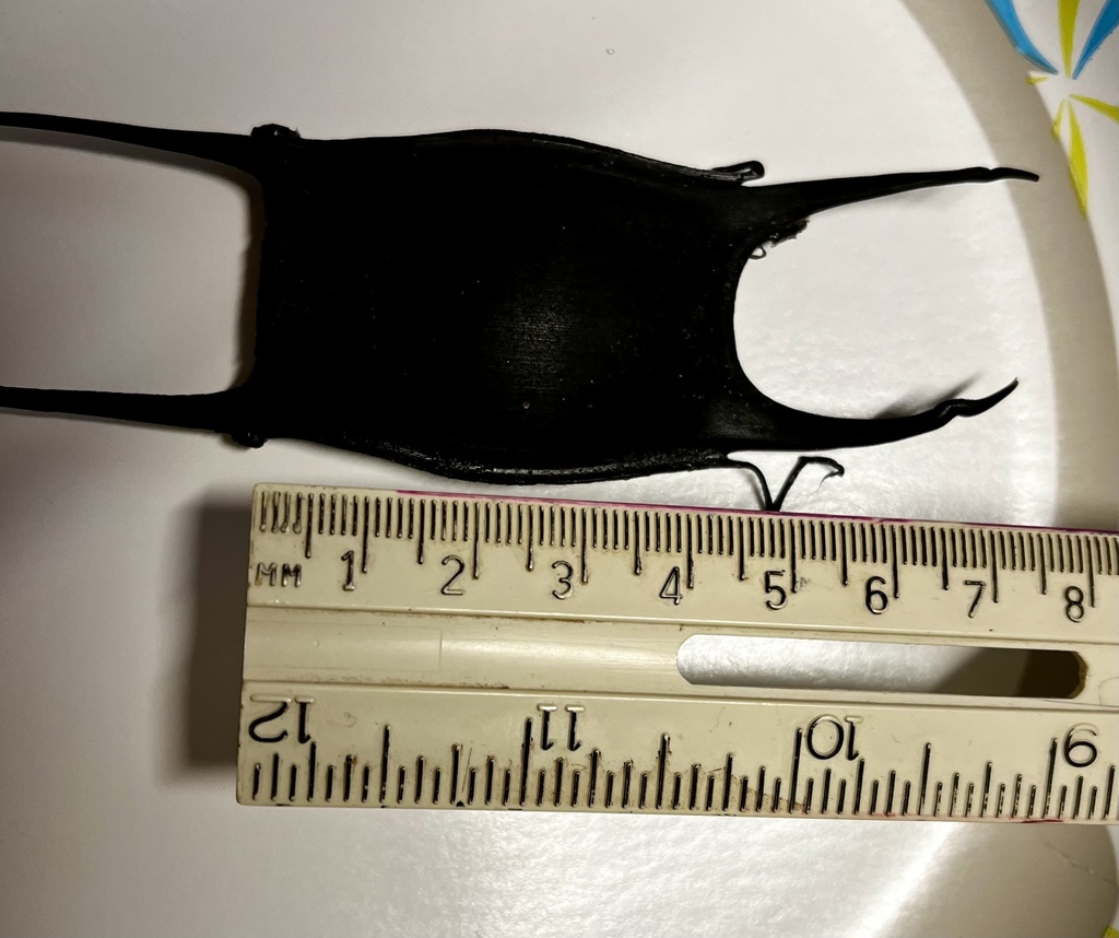 Little Skate in April 2024 by TCullinane · iNaturalist