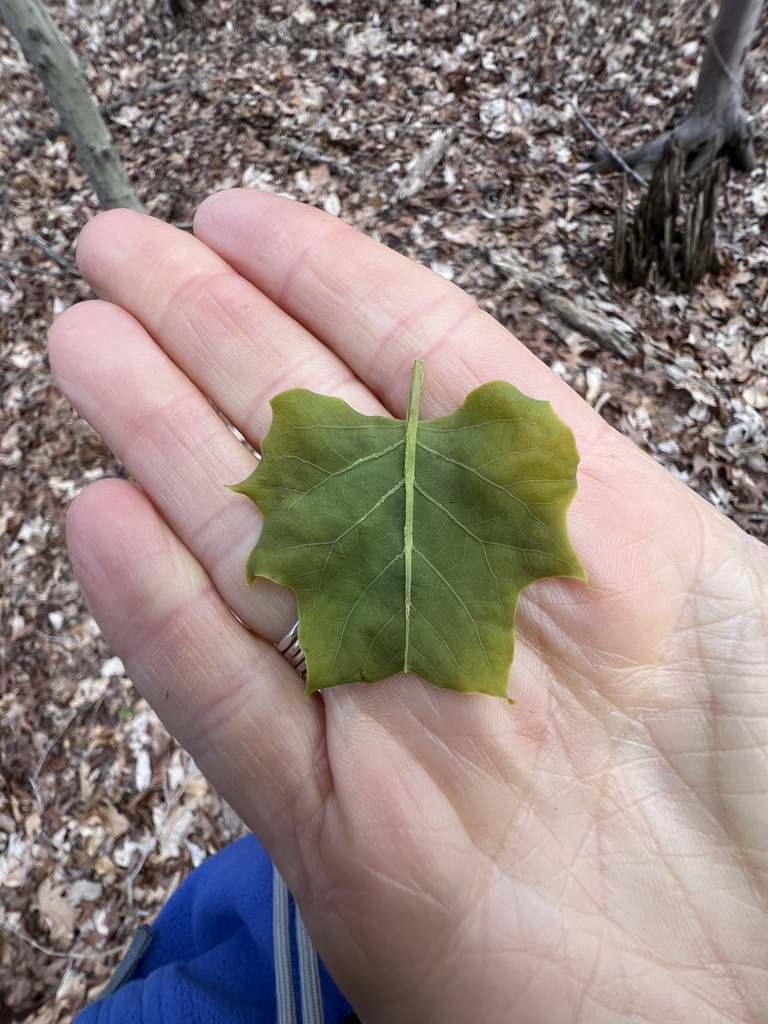 tulip tree from Easton, MD, US on April 6, 2024 at 04:26 PM by Deborah ...