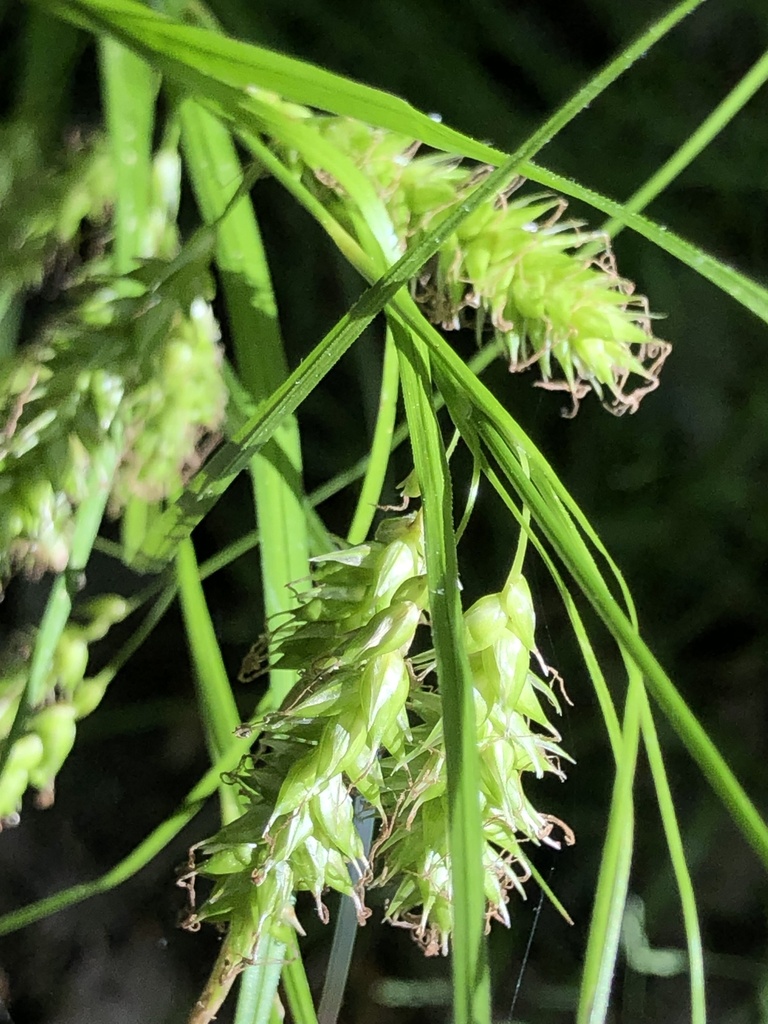 Cherokee sedge from Congaree National Park, Hopkins, SC, US on April 6 ...