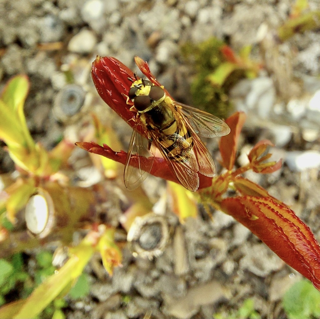 Syrphini in April 2024 by Spyr · iNaturalist