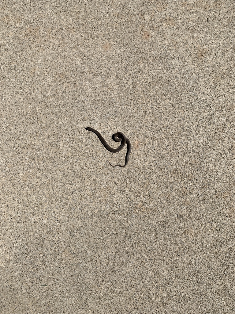 Rough Earthsnake from Flint St, Greensboro, NC, US on April 7, 2024 at ...