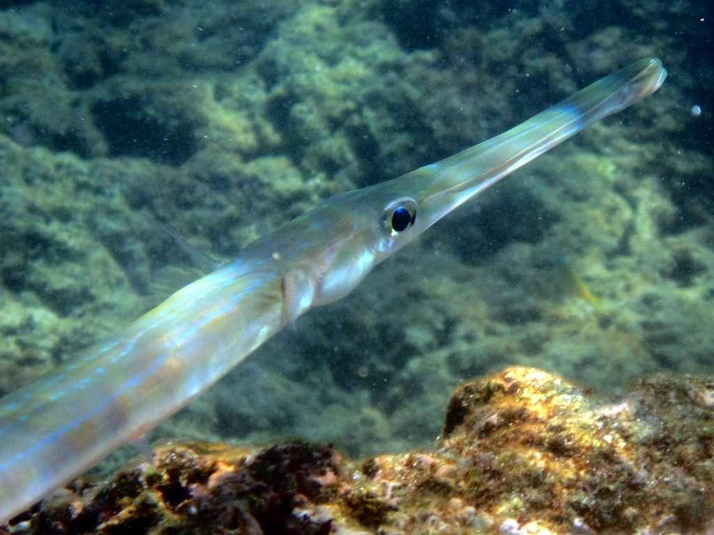 Bluespotted Cornetfish (Mississippi Saltwater Fish species ( Extended ...
