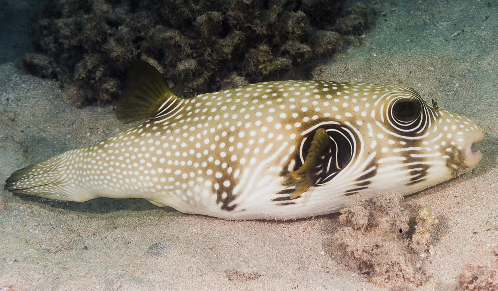 Stars-and-stripes Puffer (RoH Dead COTS Predators and COTS Predators of ...