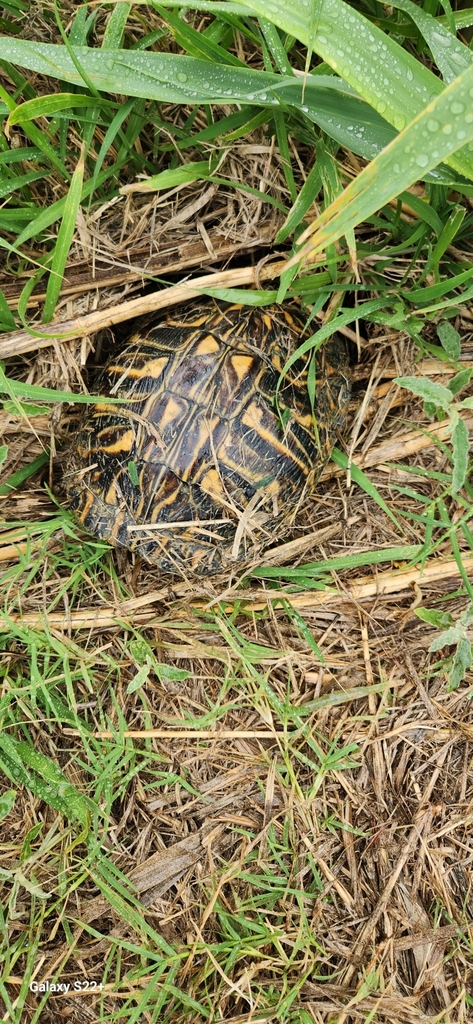 Pond and Box Turtles in April 2024 by chobuck · iNaturalist