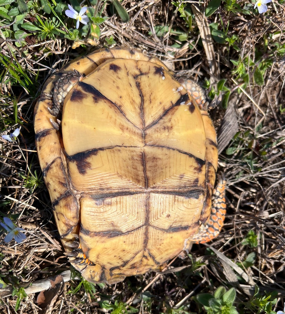 Eastern Box Turtle in April 2024 by rauvbbj. roadkill · iNaturalist