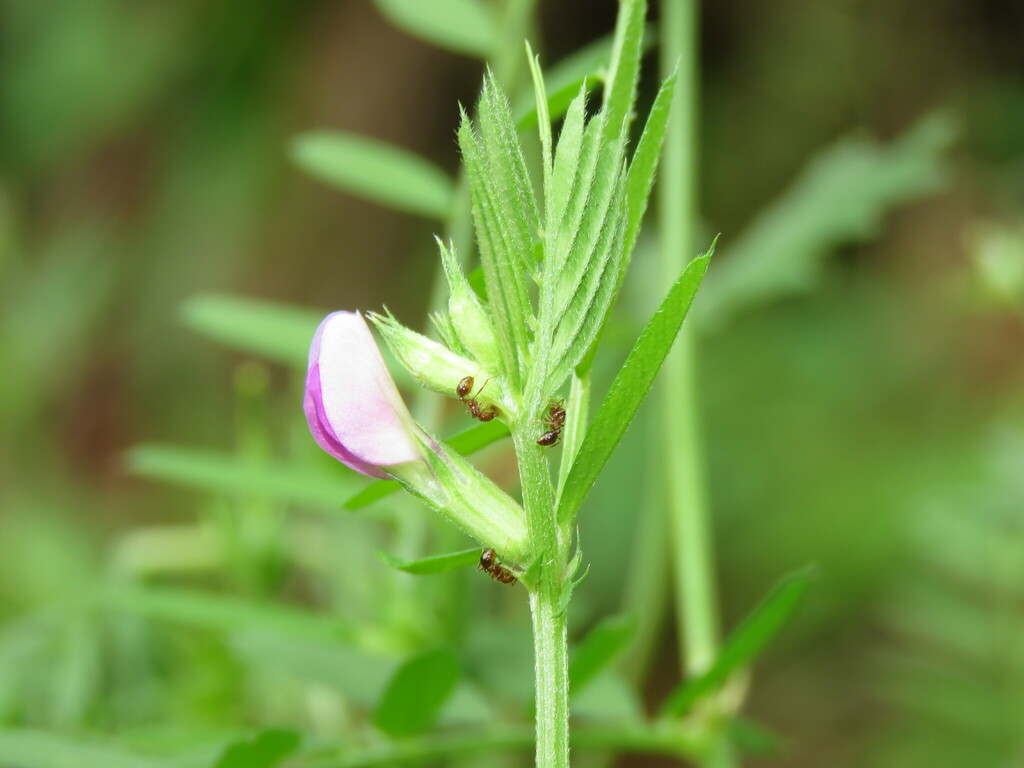 Common Vetch in April 2024 by chziemke. extrafloral nectaries attended ...