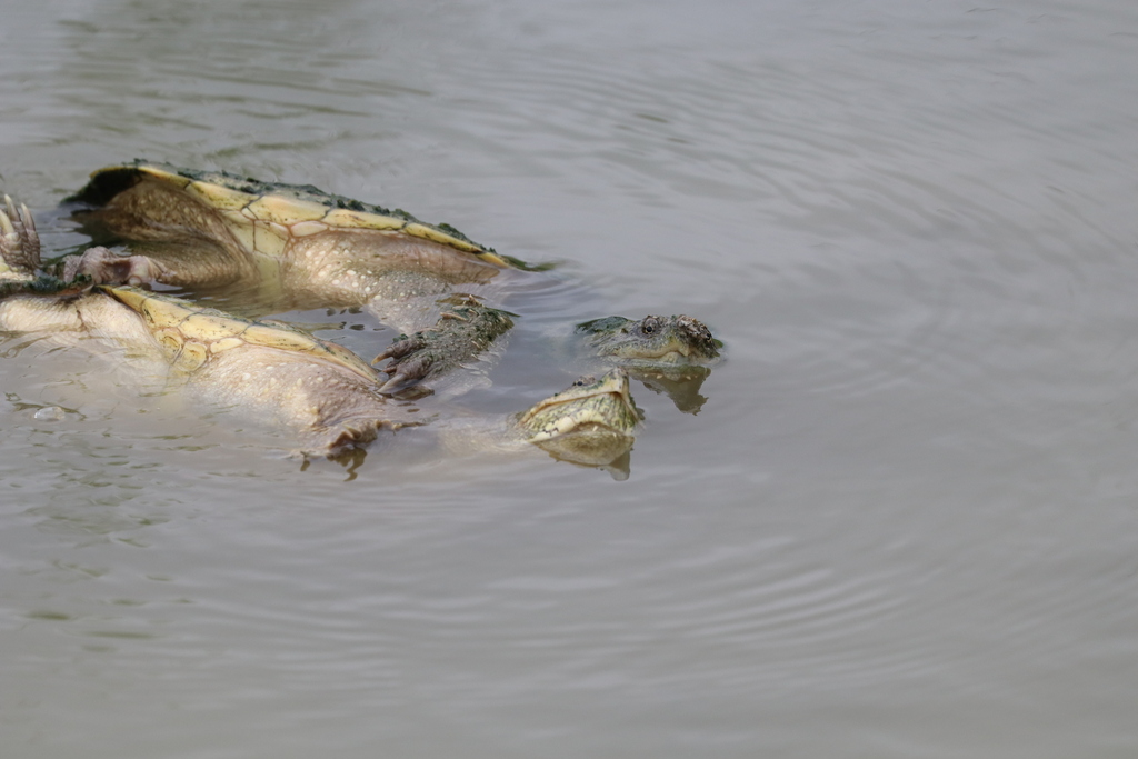 Common Snapping Turtle from Pflugerville, TX on April 6, 2024 by thedqs ...