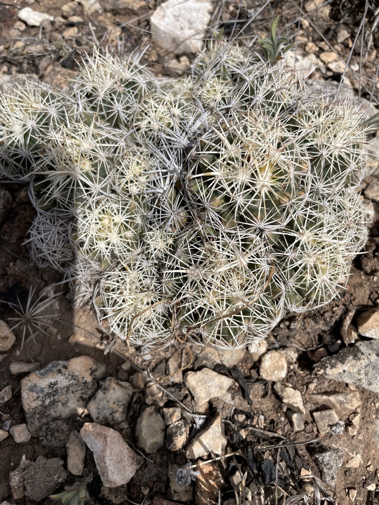 biznaga partida erizo desde Leakey, TX, US el 07 de abril de 2024 a las ...