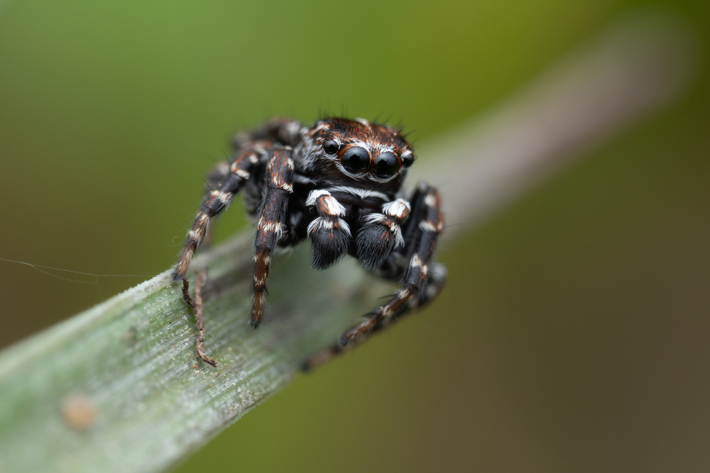 Flower Jumping Spider in April 2024 by Stefanie Mückner · iNaturalist