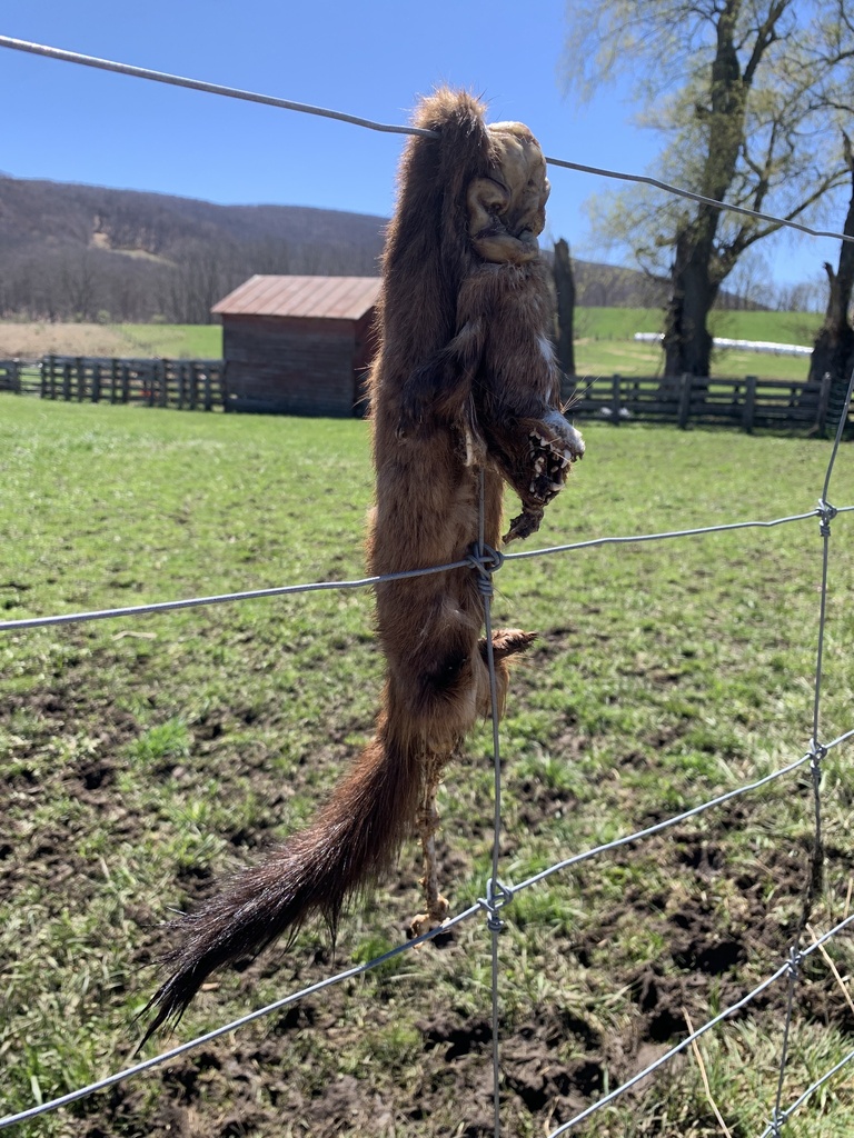 American Mink from Potomac River Rd, Monterey, VA, US on April 7, 2024 ...