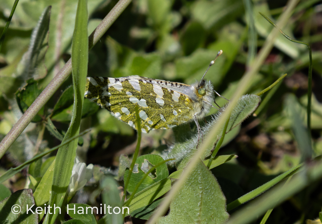 Western Dappled White from Ávila, Spain on April 7, 2024 at 03:54 PM by ...