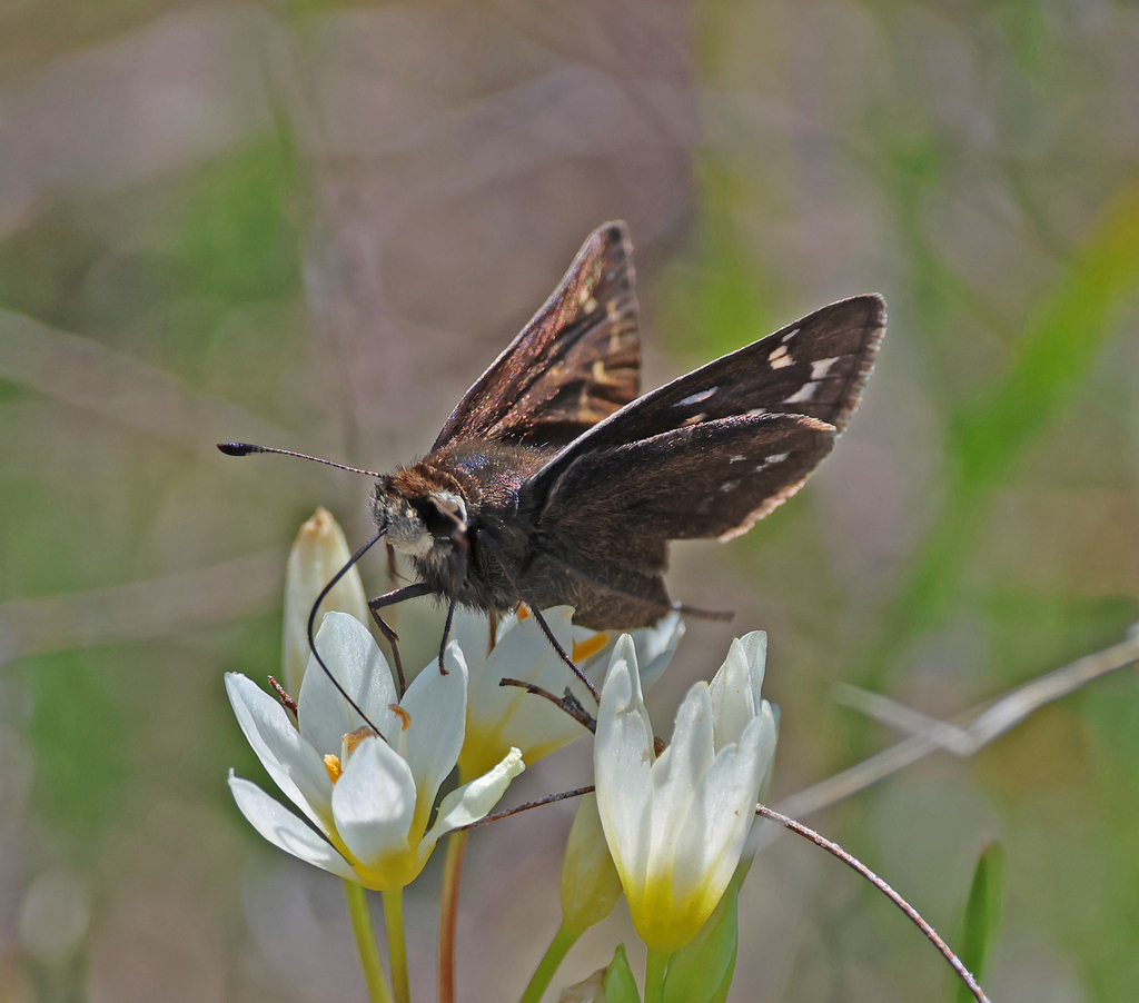 Cobweb Skipper in April 2024 by Ron Goetz. A brief encounter (less than ...