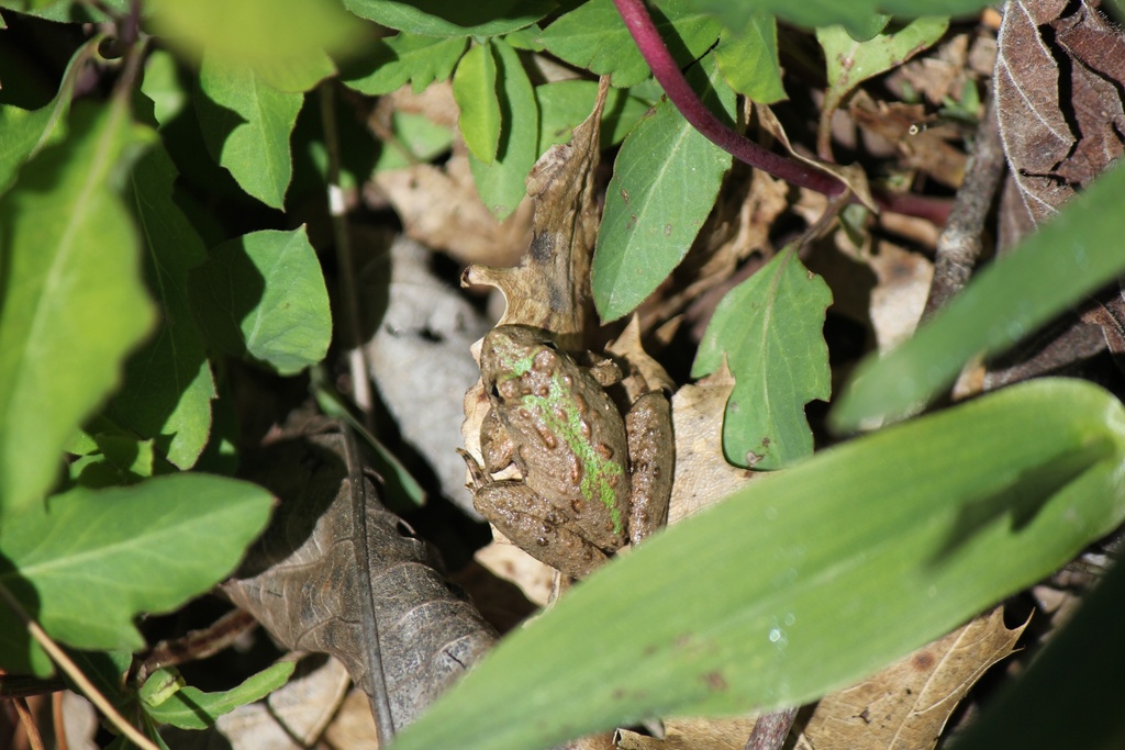 Cricket Frogs from Ritter Springs Park, Springfield, MO, US on April 7 ...