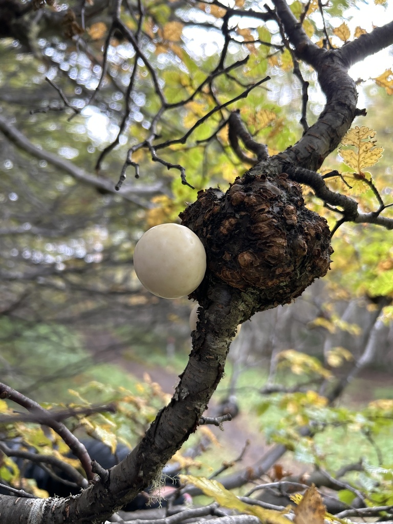 Darwin's fungus from Reserva nacional Magallanes, Punta Arenas, Región ...