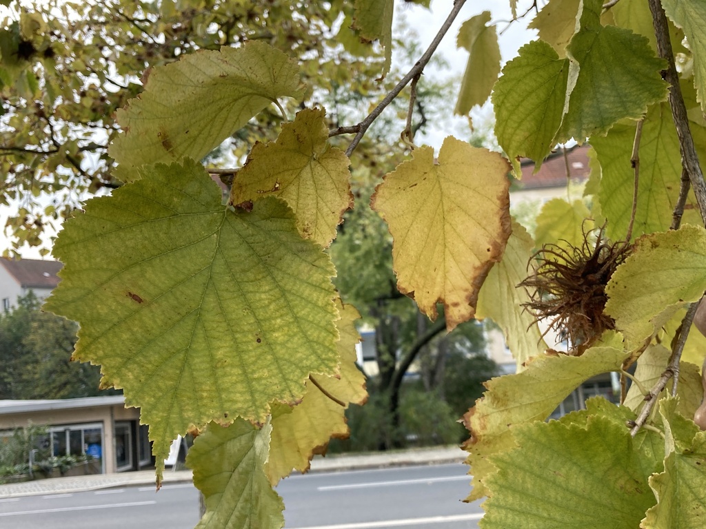 Turkish Hazel from Centrum Galerie, Dresden, Sachsen, DE on October 19 ...
