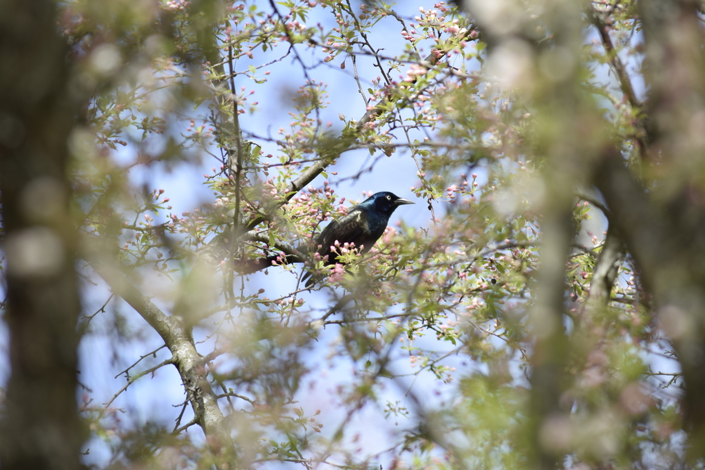 Common Grackle from Nelsonville, OH 45764, USA on April 7, 2024 at 01: ...