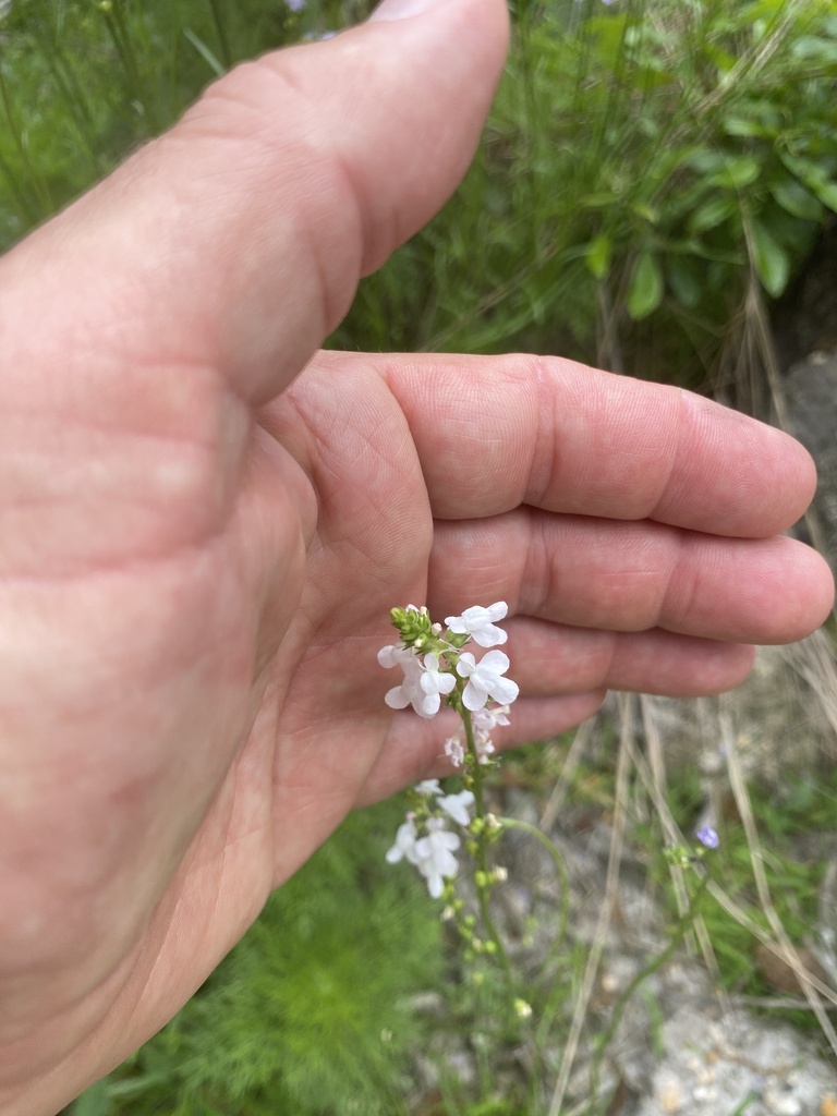 Toadflax in April 2024 by cluhendrix. This appears to be a white ...