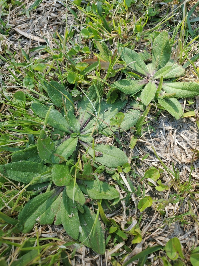 dwarf plantain from Peppermint Park, Greenville, NC, USA on April 7 ...
