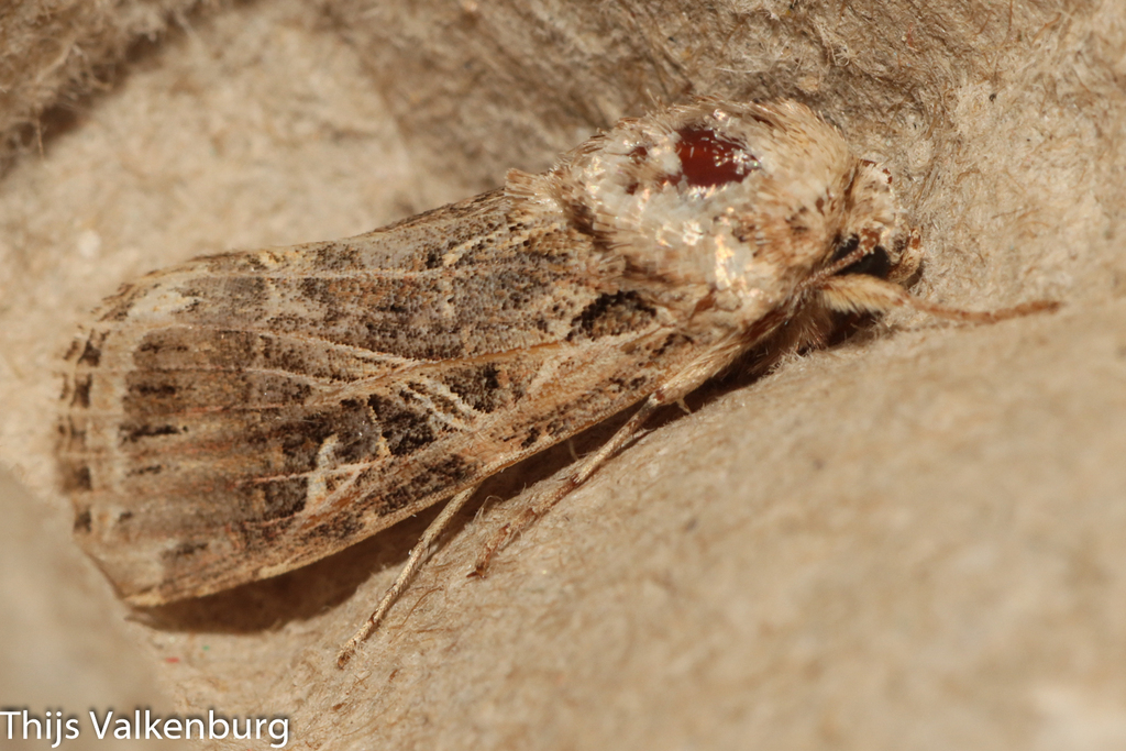 Mediterranean Brocade from Silves, Portugal on April 02, 2024 at 08:05 ...