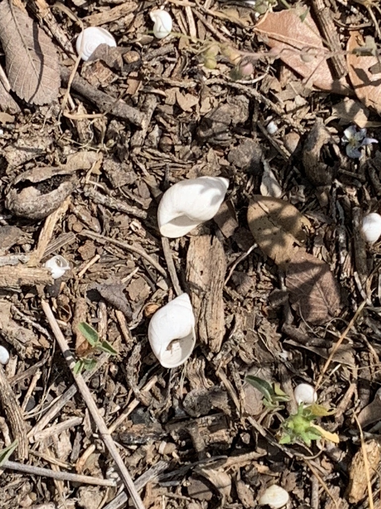 Prairie Rabdotus from Panther Springs Park, San Antonio, TX, US on ...
