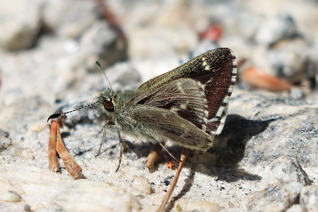 Pepper and Salt Skipper from Pickens County, SC, USA on April 7, 2024 ...