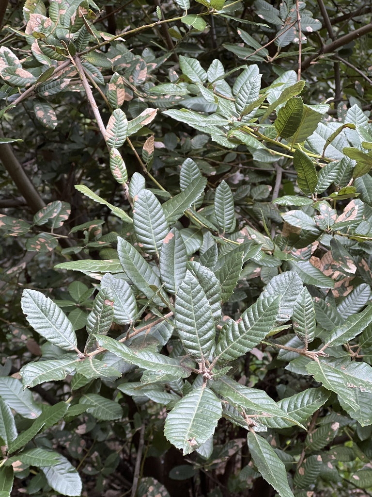 Tanoak from Purisima Creek Open Space Preserve, San Mateo County, US-CA ...