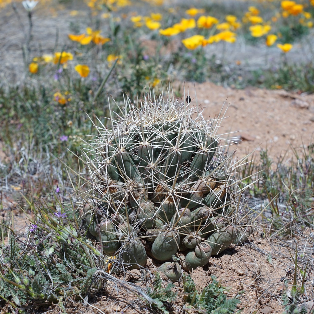 Long-tubercled Cory Cactus in April 2024 by Andrew Tree · iNaturalist
