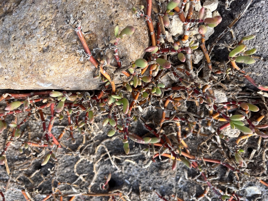 Sea-purslanes from Jamaica, Clarendon, Middlesex County, JM on March 19 ...