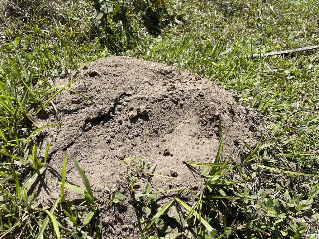 Red Imported Fire Ant from Hickory Swamp Preserve, Fort Myers, FL, US ...