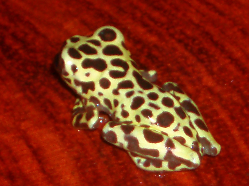 Reticulated Tree Frog from 222 Los Lirios, Iquitos on June 5, 2006 at ...