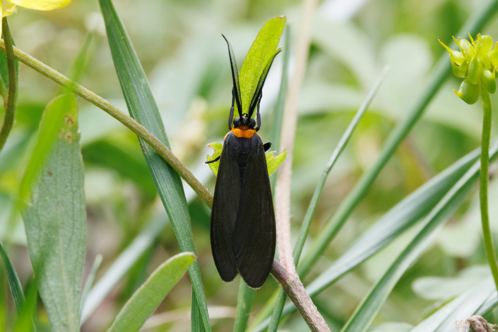 Yellow-collared Scape Moth from Long Hunter State Park, Nashville, TN ...