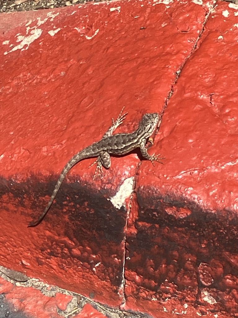 Western Fence Lizard from Clairemont, San Diego, CA, USA on April 7 ...