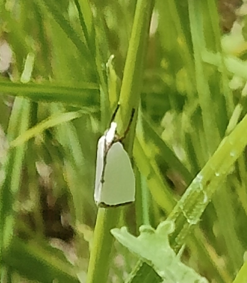 Snowy Urola Moth from Paloma Lake, TX 78665, USA on April 7, 2024 at 01 ...