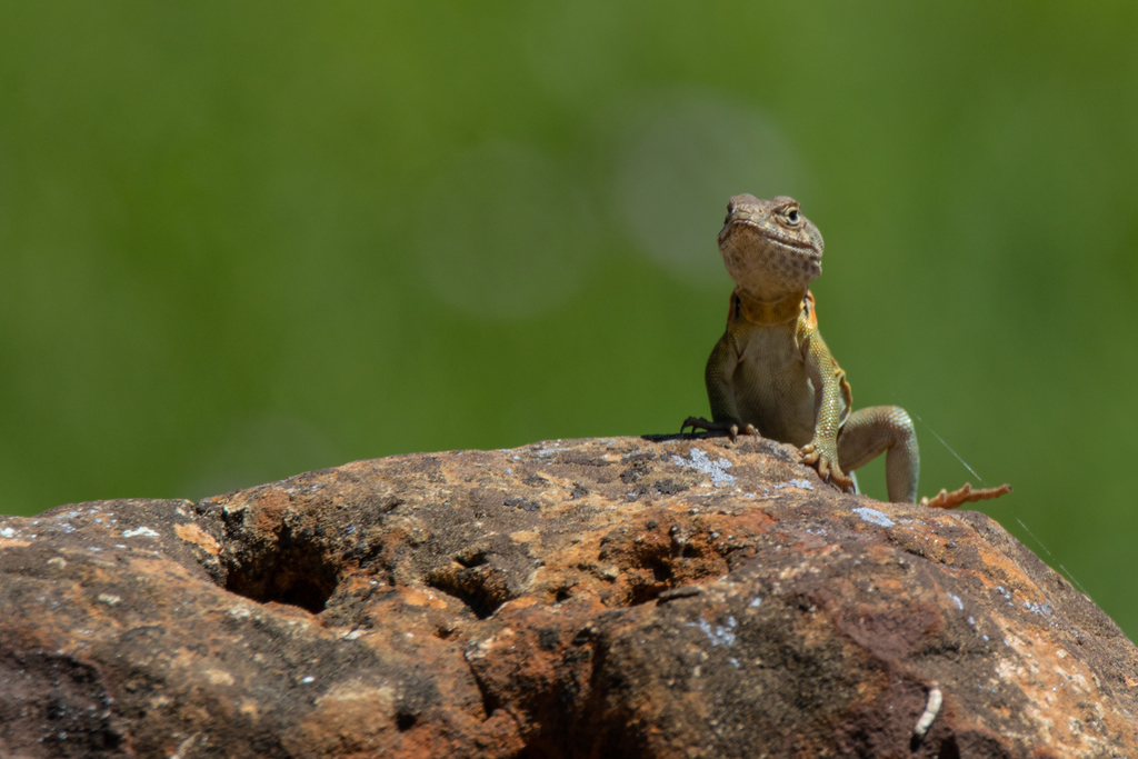 Eastern Collared Lizard from Osage, Oklahoma, United States on April 27 ...